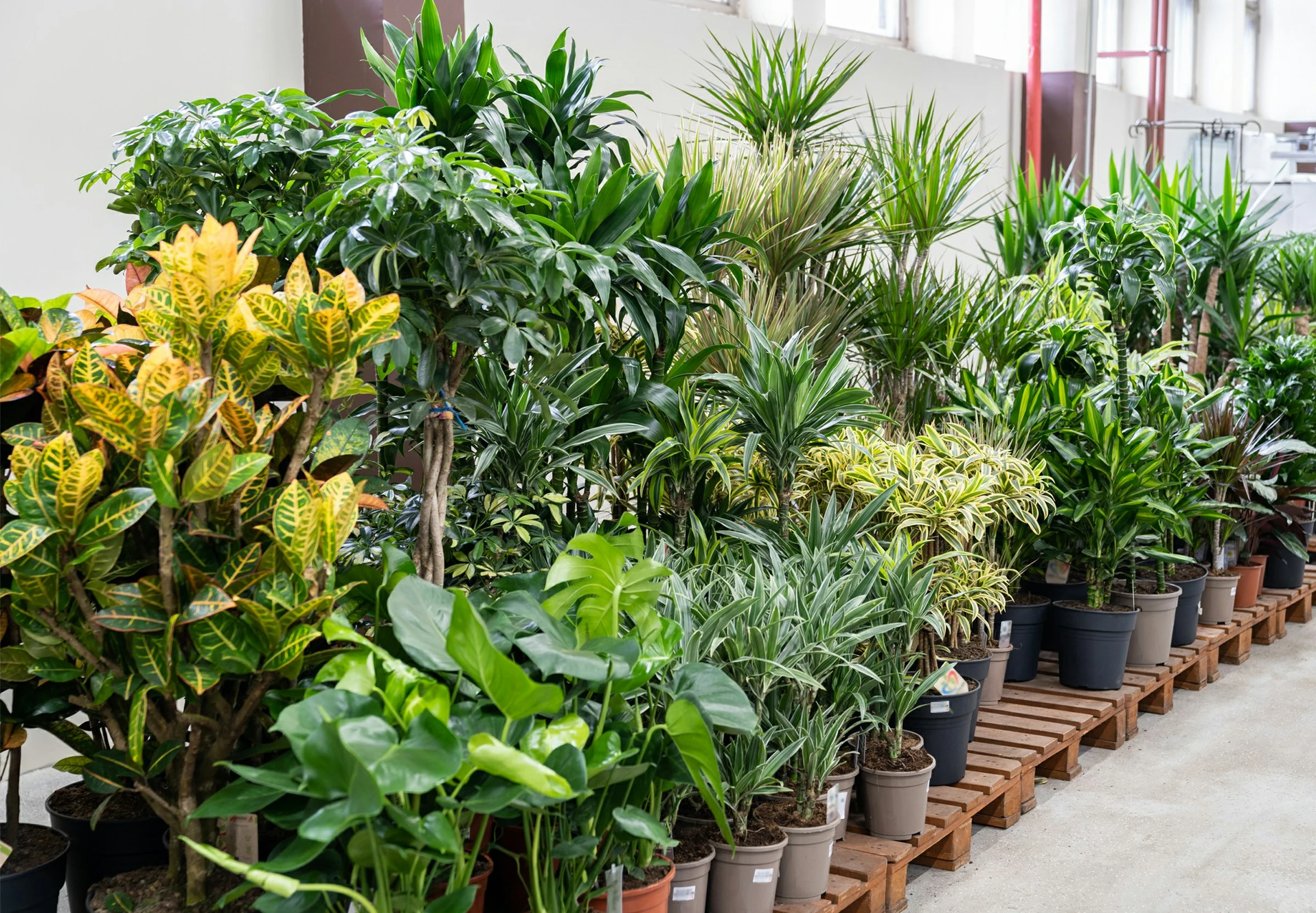 Outdoor Plants - Gardener Dubai